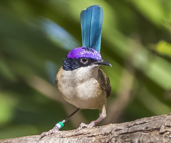 Avian colour signals: form and functions - Peters Research Group